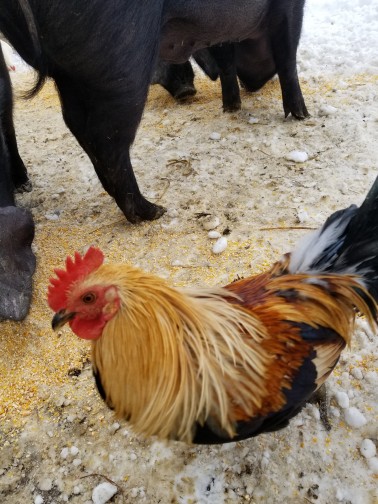 Coop - Triangle K Ranch